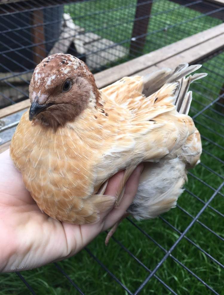 Une caille dans une main... | Prendre soin de vos cailles | Cailles | Guide