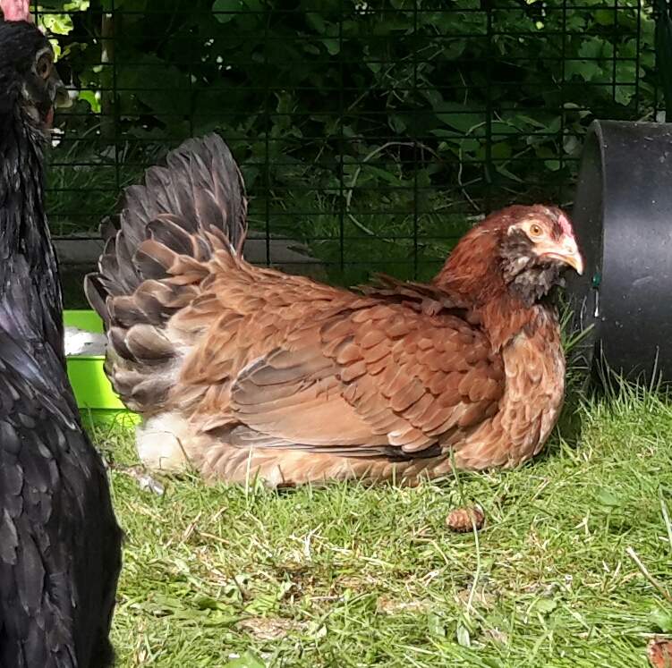Araucana For Sale | Poules | Informations sur les races | Omlet