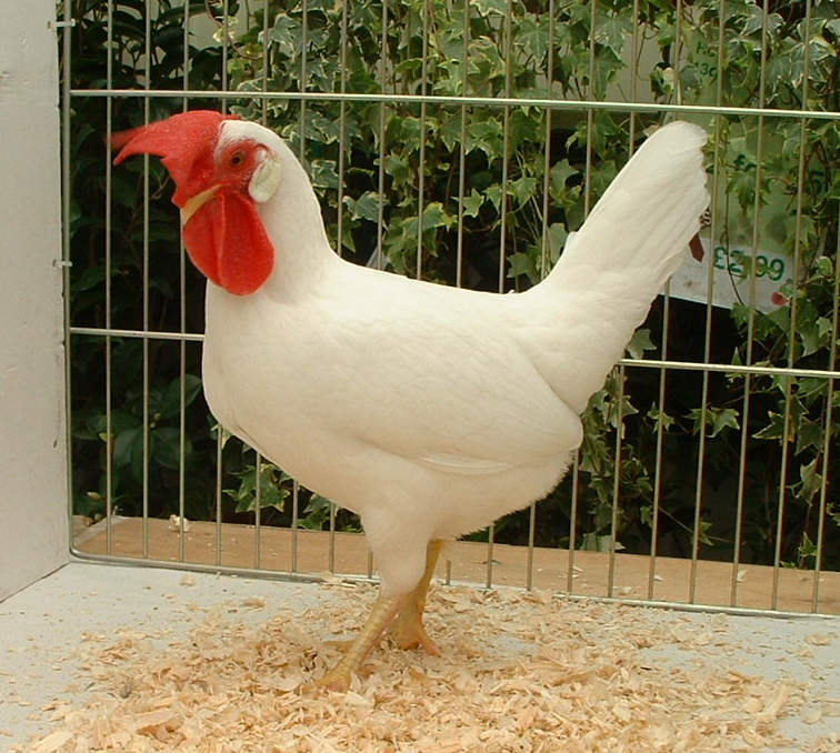 Leghorn For Sale | Poules | Informations sur les races | Omlet