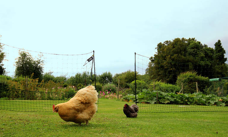 Filet à poules Omlet | Élevage des poules | Omlet