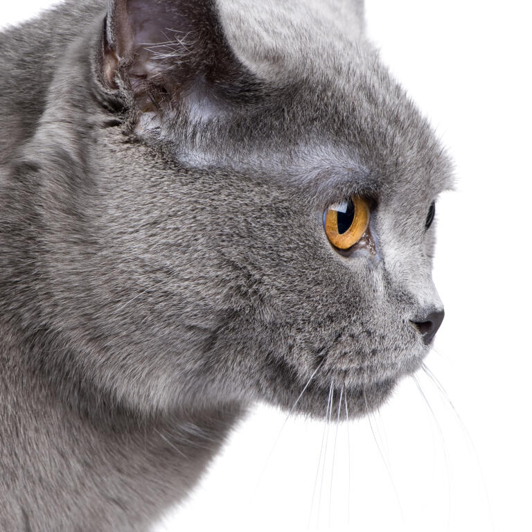 Chat Chartreux | Races de chat