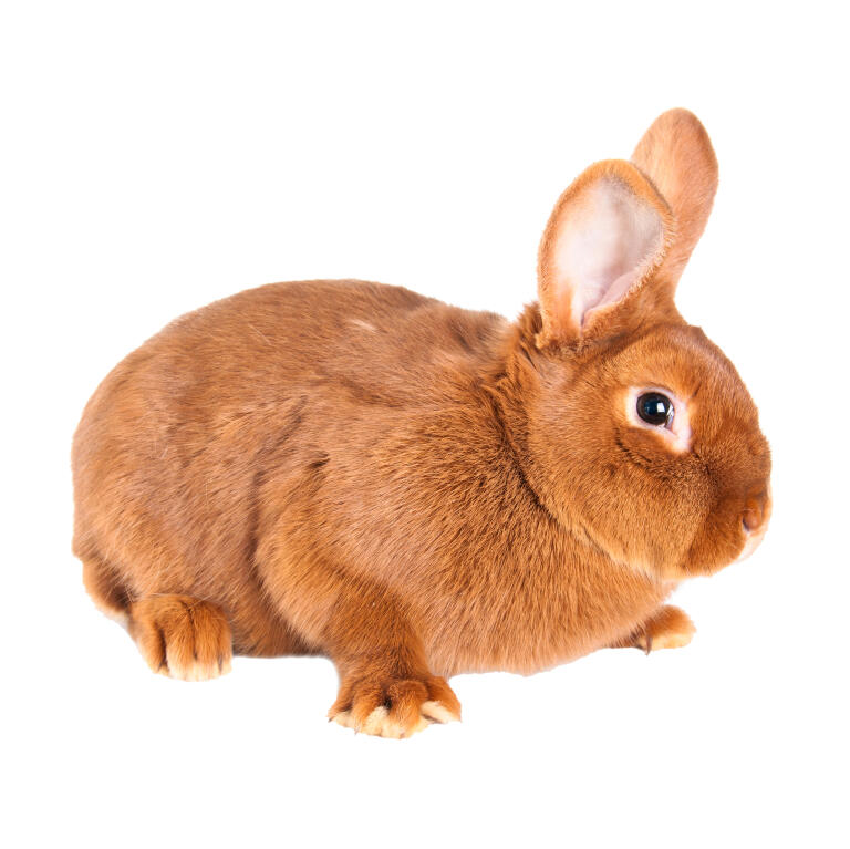 Lapin néo-zélandais rouge | Néo-zélandais rouge For Sale