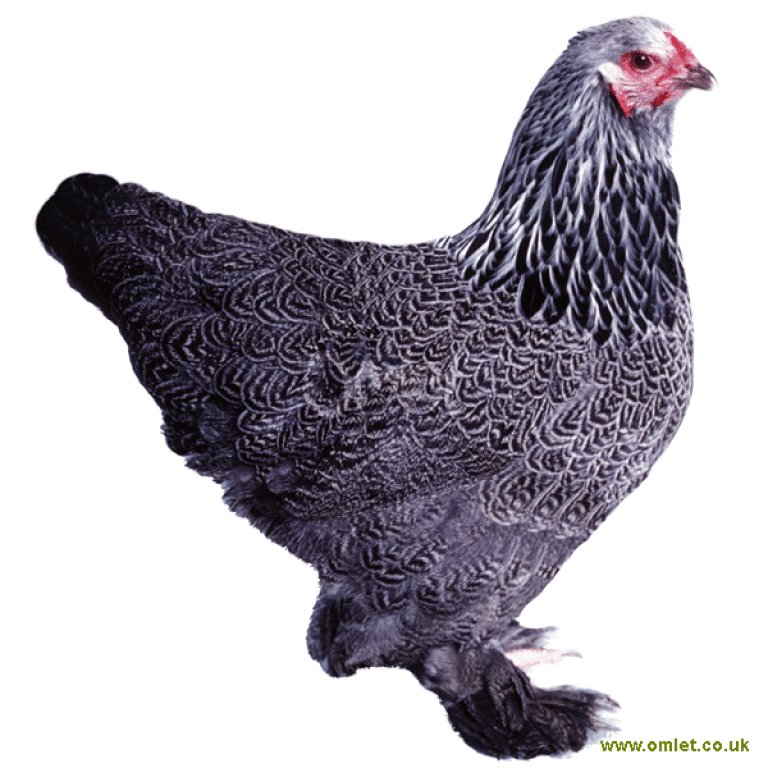 Poule Brahma | Brahma For Sale | Races de Poules