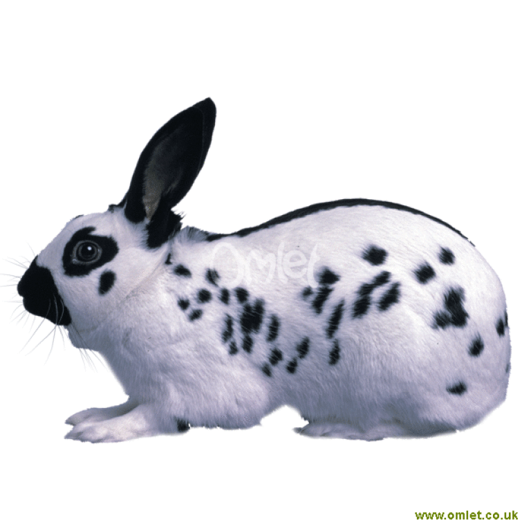 Lapin papillon anglais | Papillon anglais For Sale | Races De Lapin