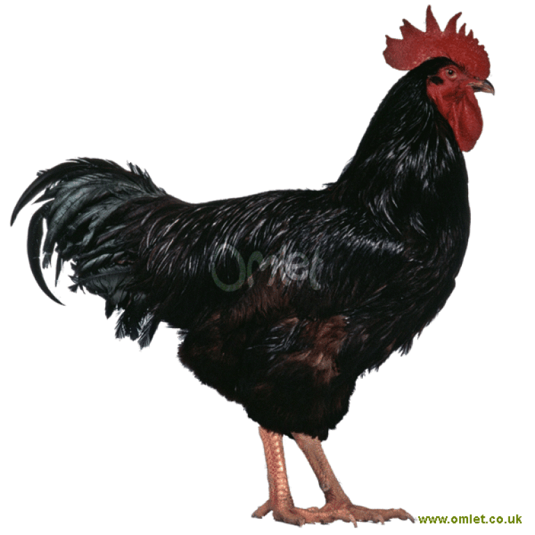 Poule Rhode Island rouge | Rhode Island rouge For Sale | Races de Poules