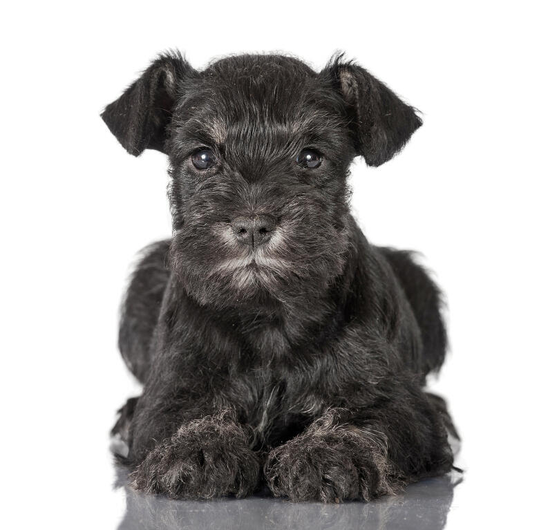 Chien Schnauzer nain