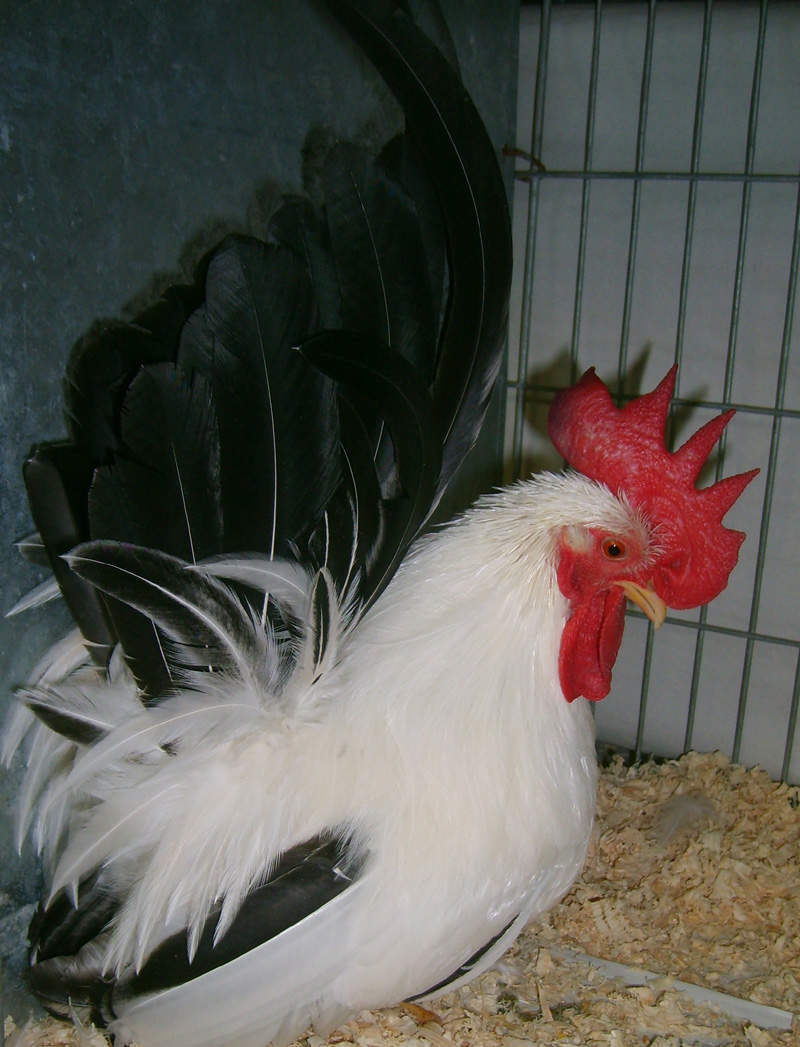 Poule Chabo | Chabo For Sale