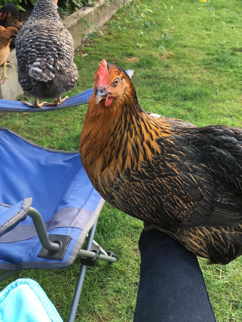 Poules | Guide | Omlet France