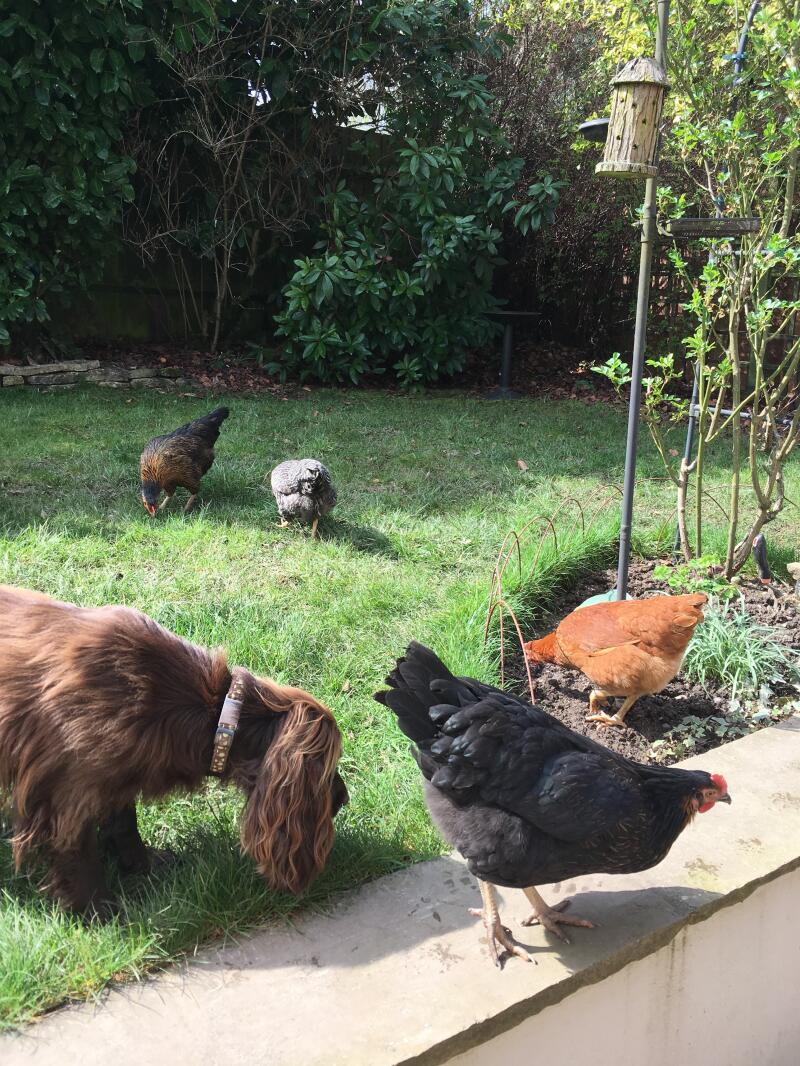 Poules, chats et chiens | A propos des poules | Poules | Guide