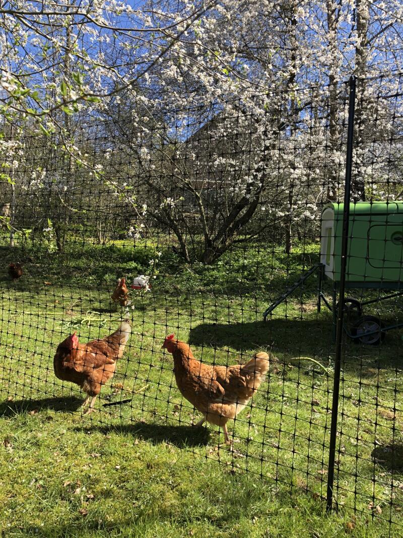 Filet à Poule Omlet | Poulaillers, Grand Enclos, Filet à poules et bien ...