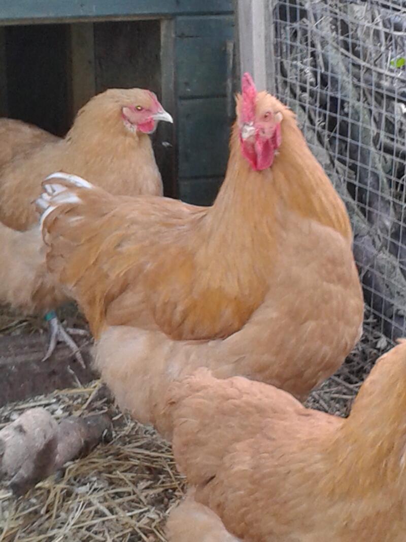 Orpington For Sale | Poules | Informations sur les races | Omlet