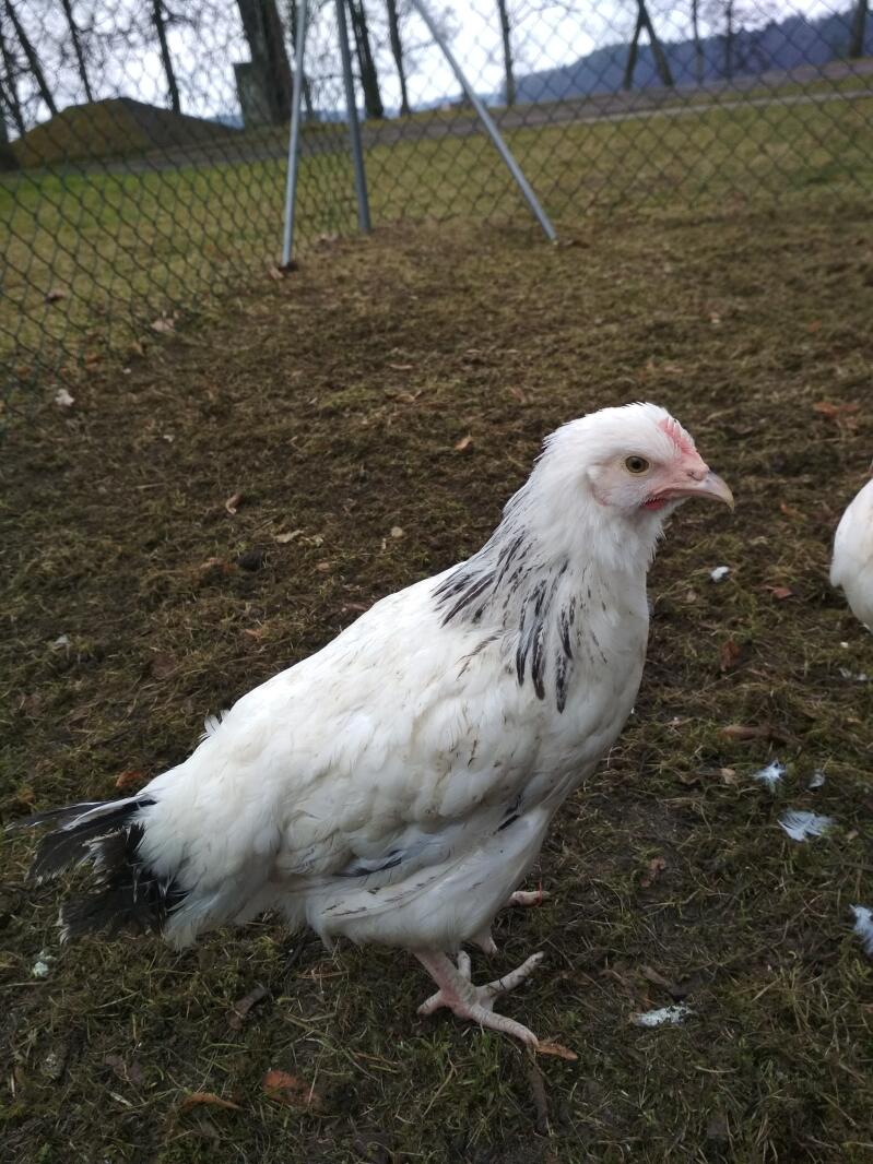 Poule Sussex | Poule Sussex For Sale