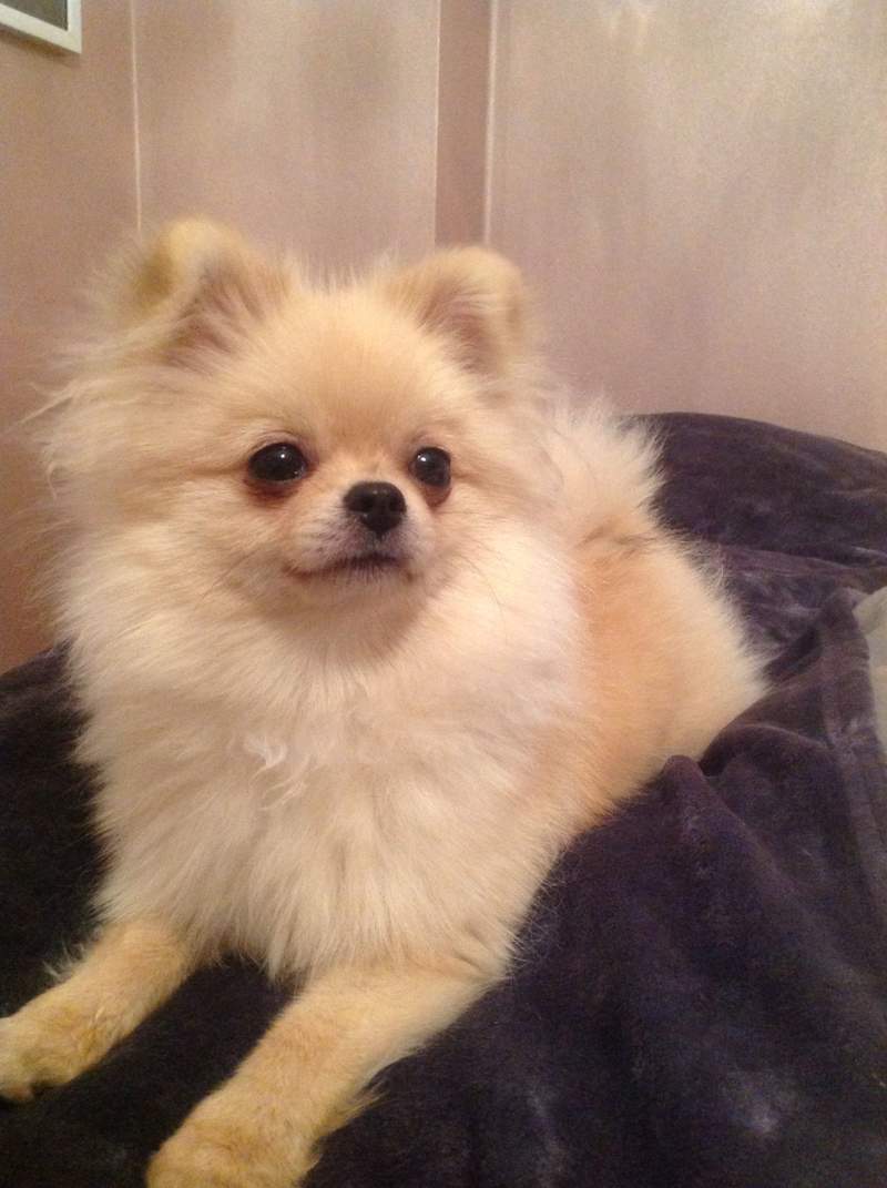 Chien Spitz nain (Loulou de Poméranie)