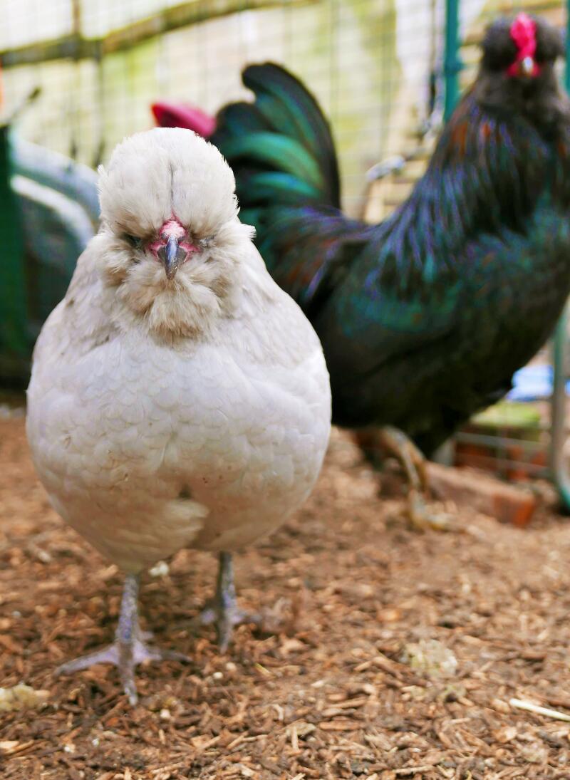 Araucana For Sale | Poules | Informations sur les races | Omlet