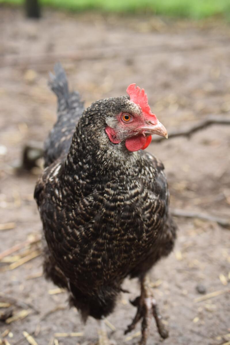 Poule de Marans For Sale | Poules | Informations sur les races | Omlet