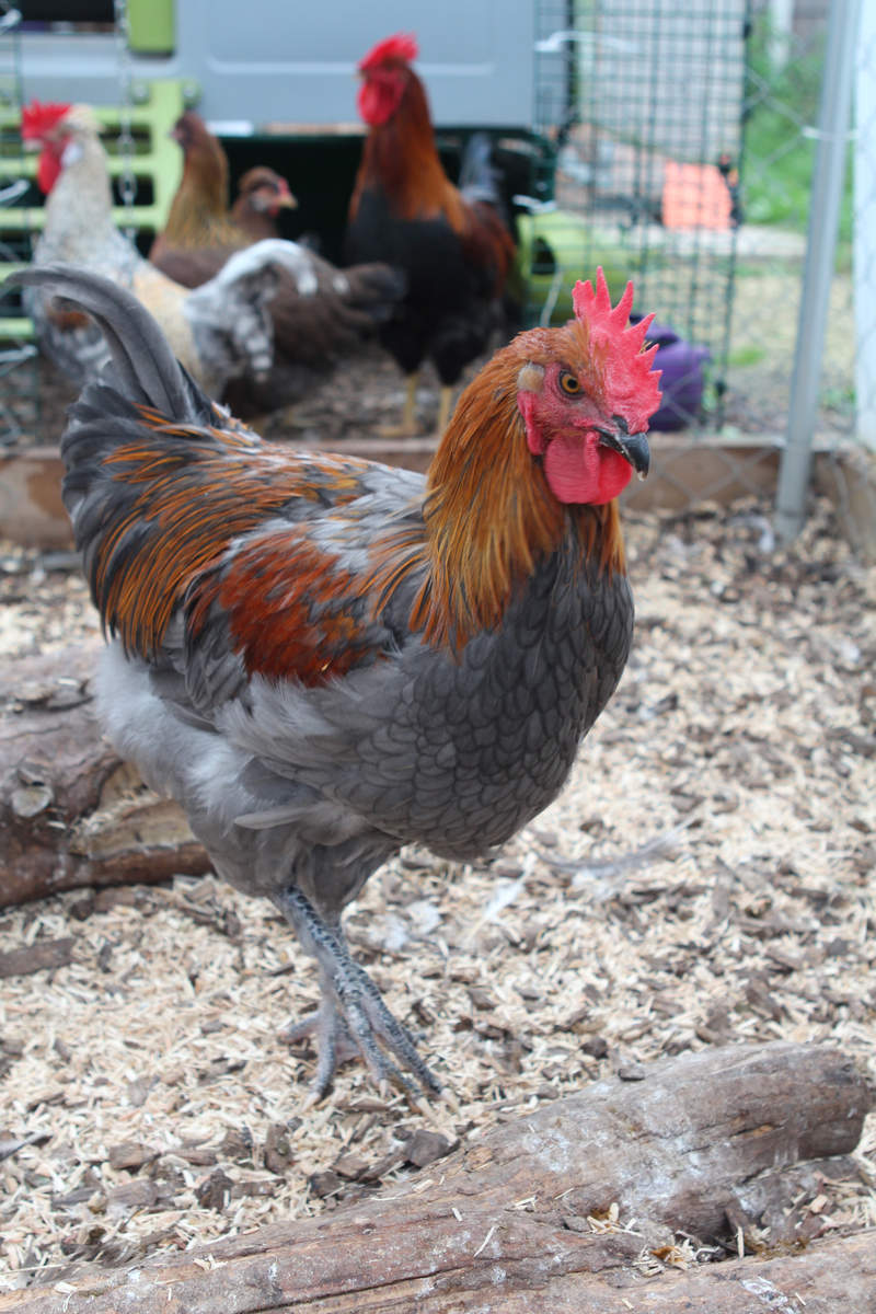 Poules De Marans A Vendre