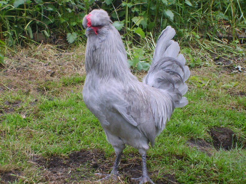 Araucana For Sale | Poules | Informations sur les races | Omlet