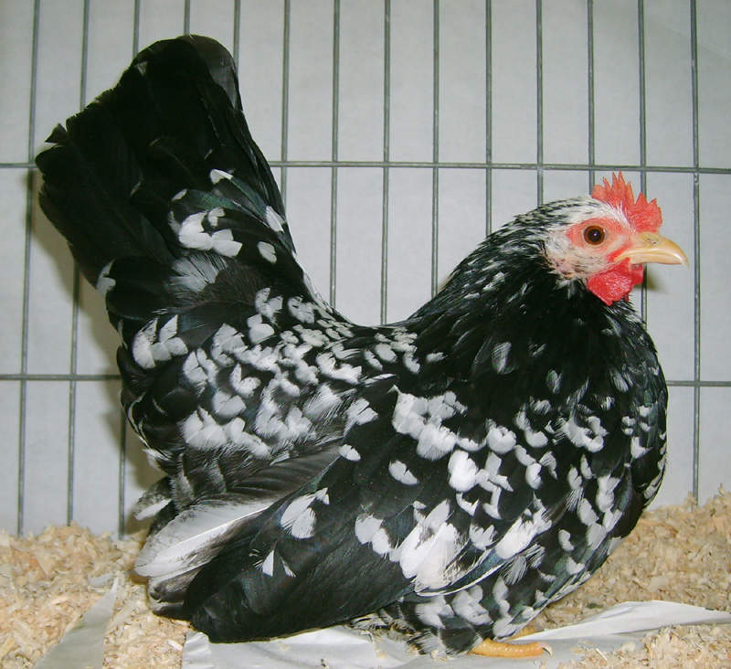 Poule Chabo | Chabo For Sale