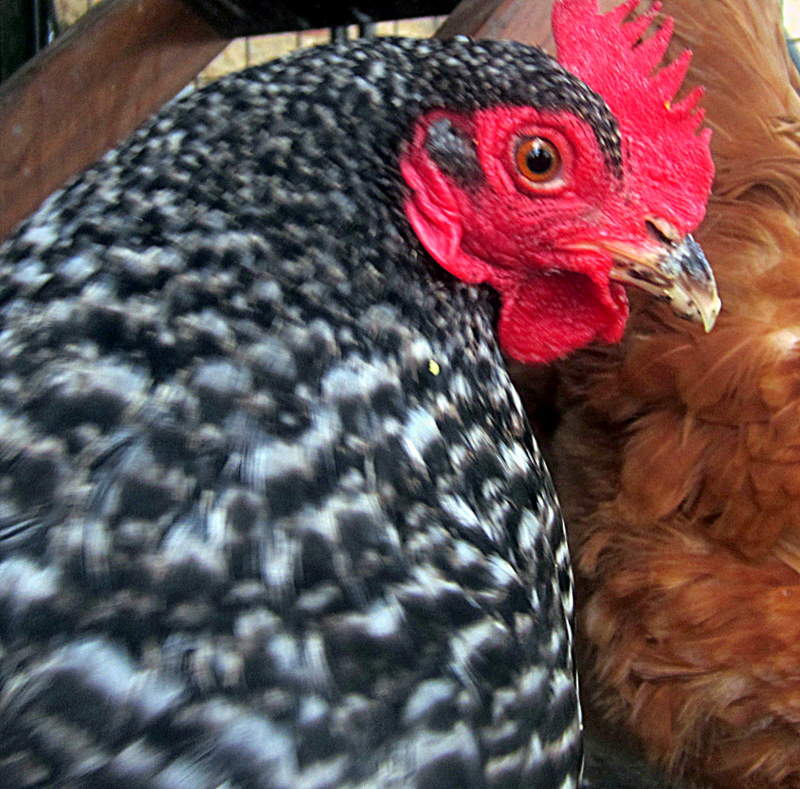 Poule Plymouth Rock | Plymouth Rock For Sale