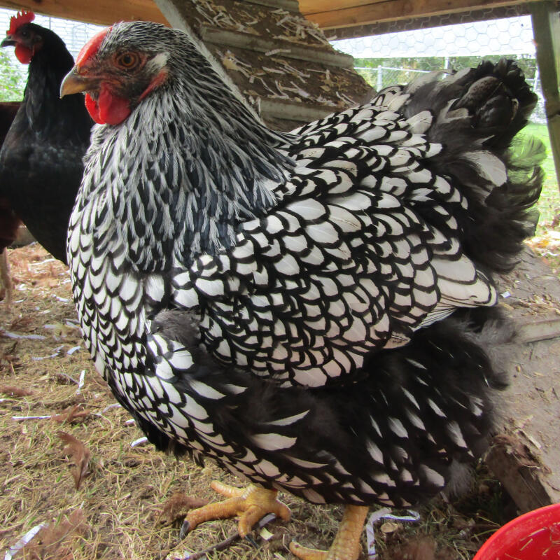 Poule de Marans | Poule de Marans For Sale