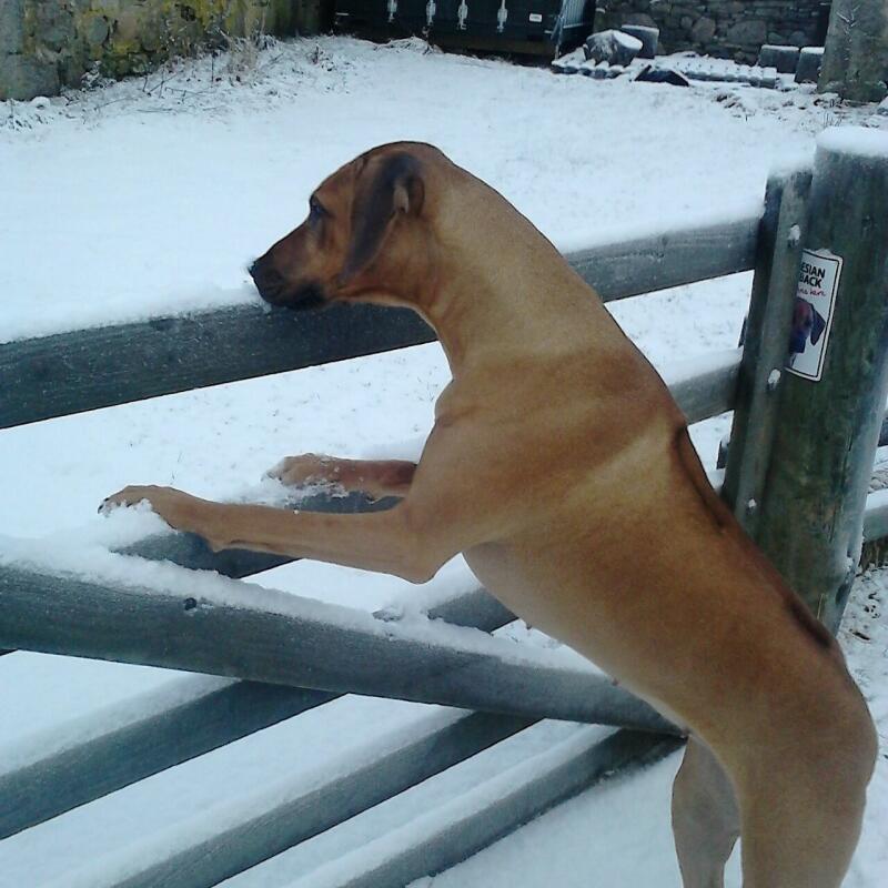 Chien de Rhodésie à crête dorsale | Chiens | Informations sur les races ...