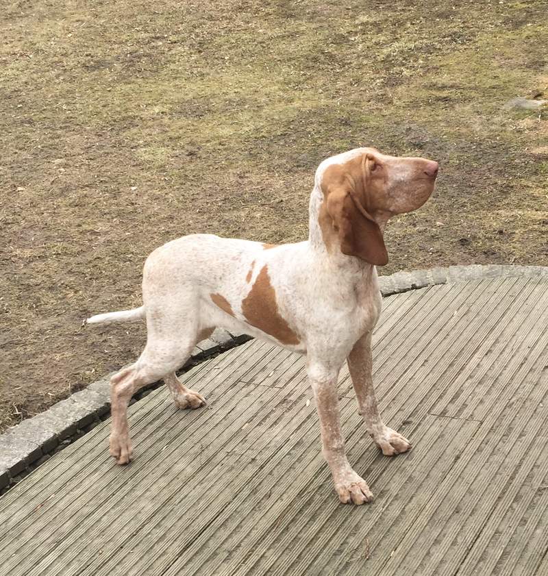 Chien Braque italien