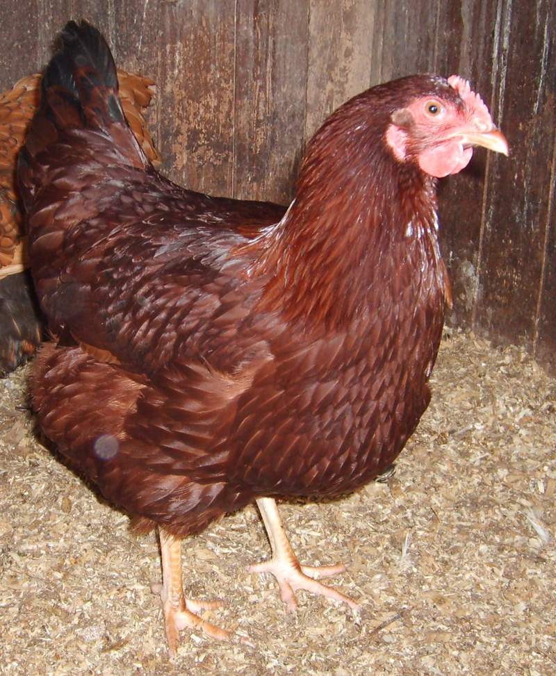 Poule Rhode Island rouge | Rhode Island rouge For Sale