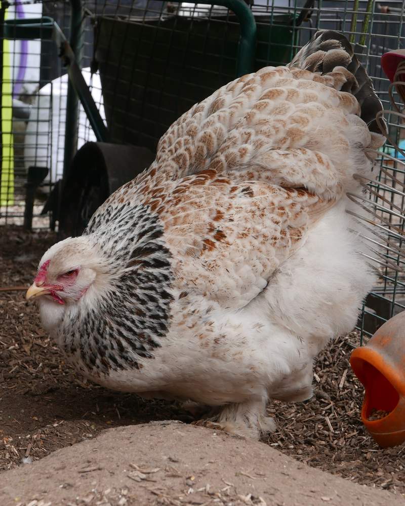 Poule Brahma | Brahma For Sale
