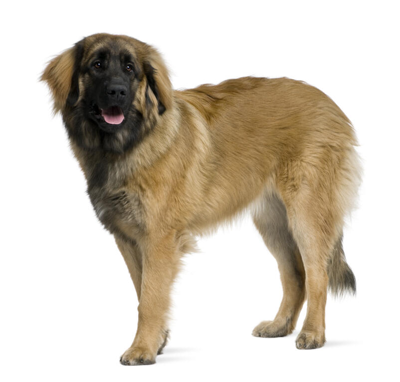 Chien Leonberg