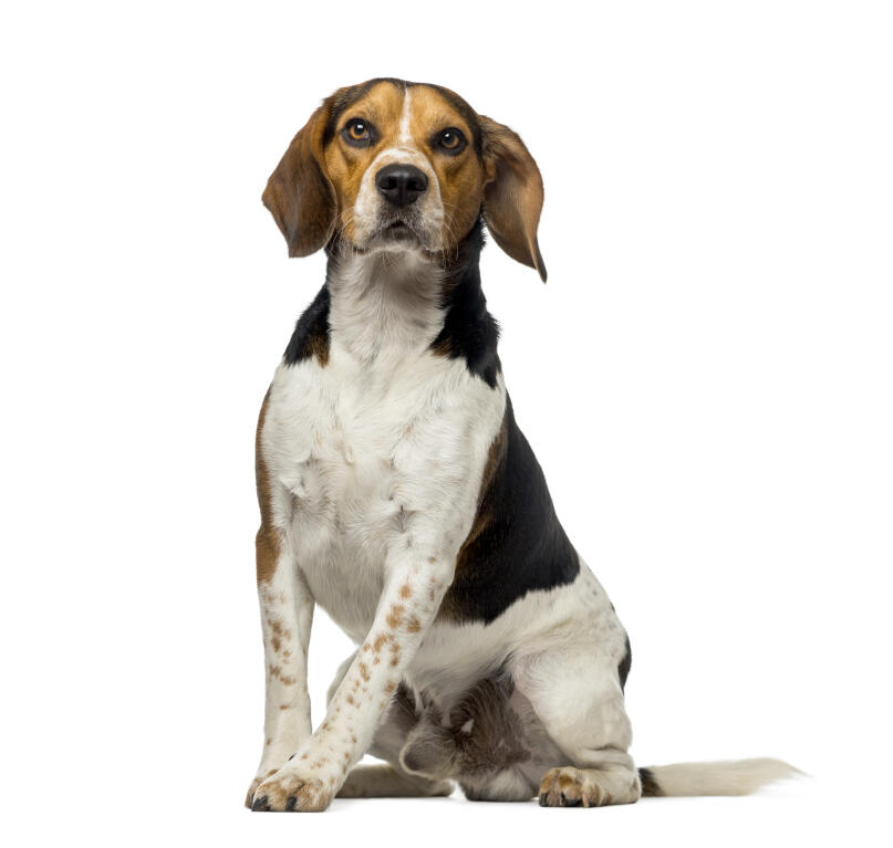 Beagle | Chiens | Informations sur les races | Omlet