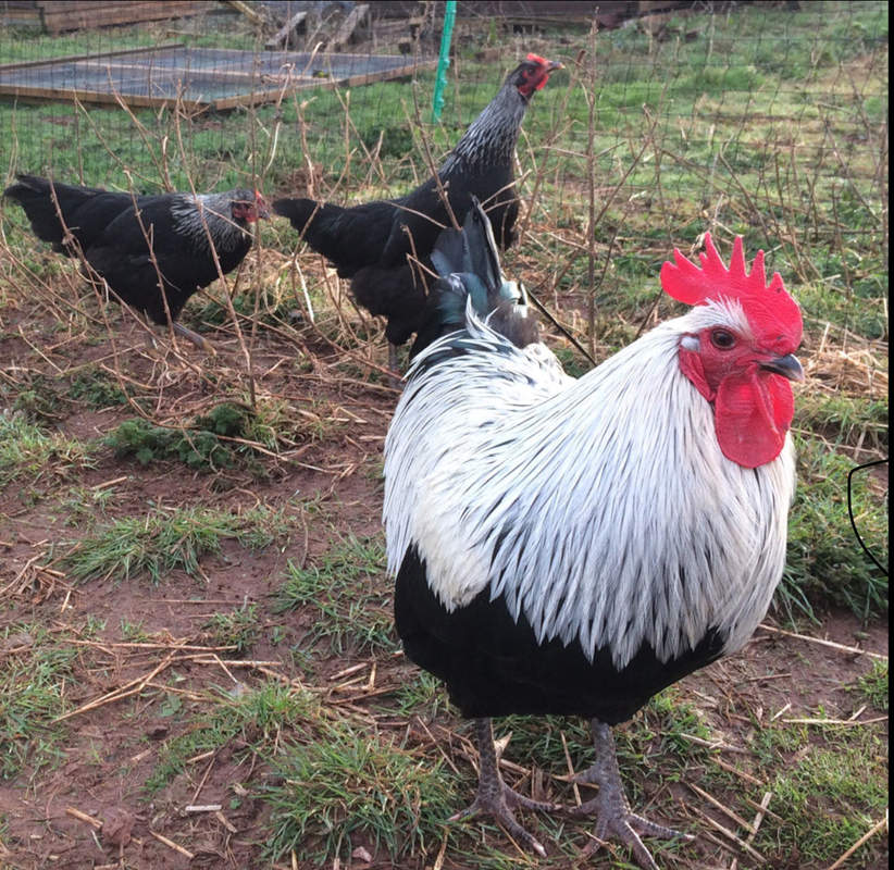 Poule grise du Norfolk For Sale | Poules | Informations sur les races ...
