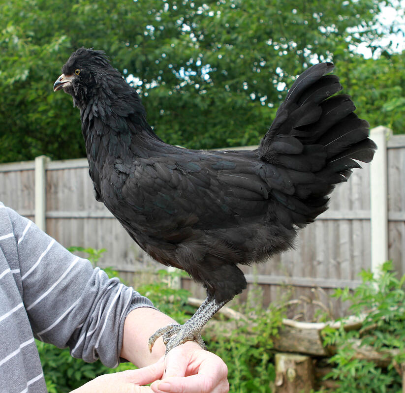 Araucana For Sale | Poules | Informations sur les races | Omlet