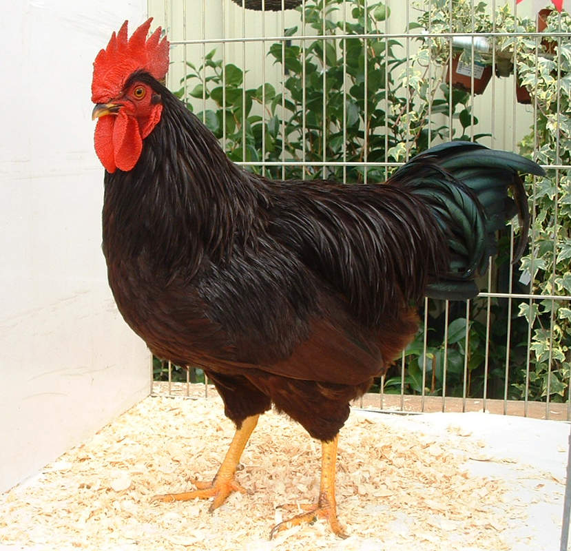 Rhode Island rouge For Sale | Poules | Informations sur les races | Omlet