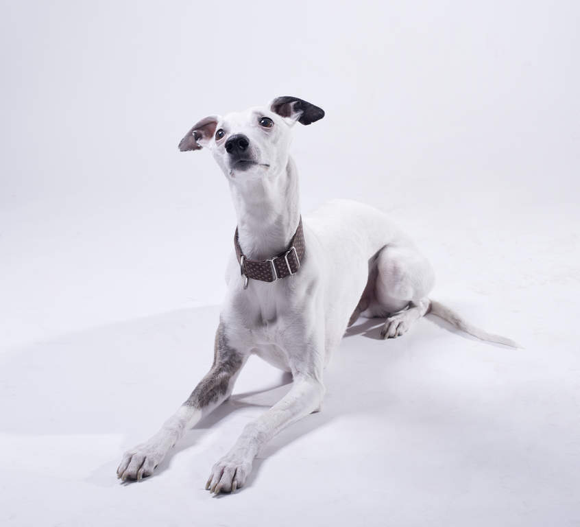 Chien Lévrier Whippet