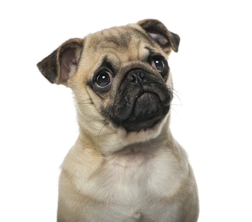 Chien Carlin