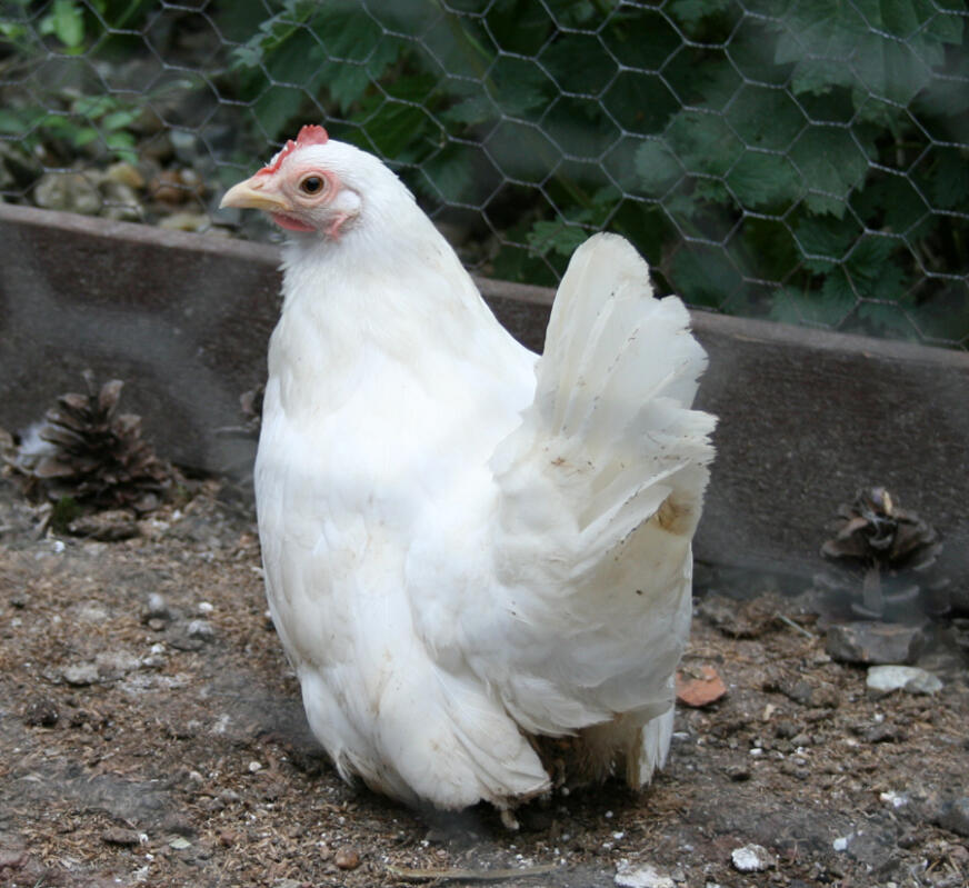 Chabo For Sale | Poules | Informations sur les races | Omlet