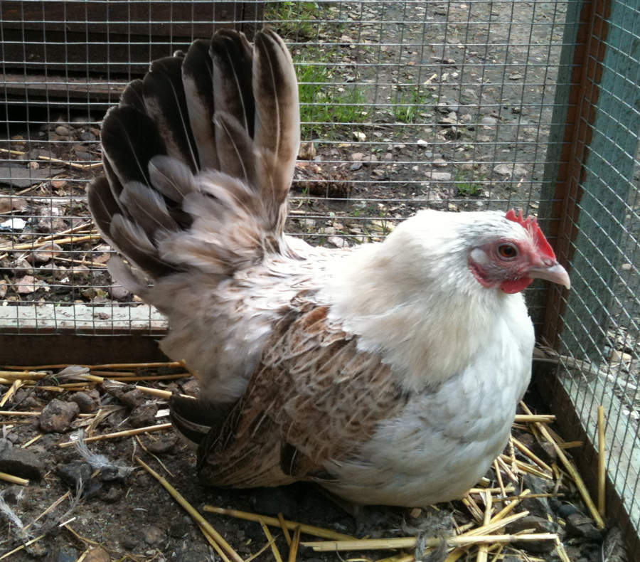 Chabo For Sale | Poules | Informations sur les races | Omlet