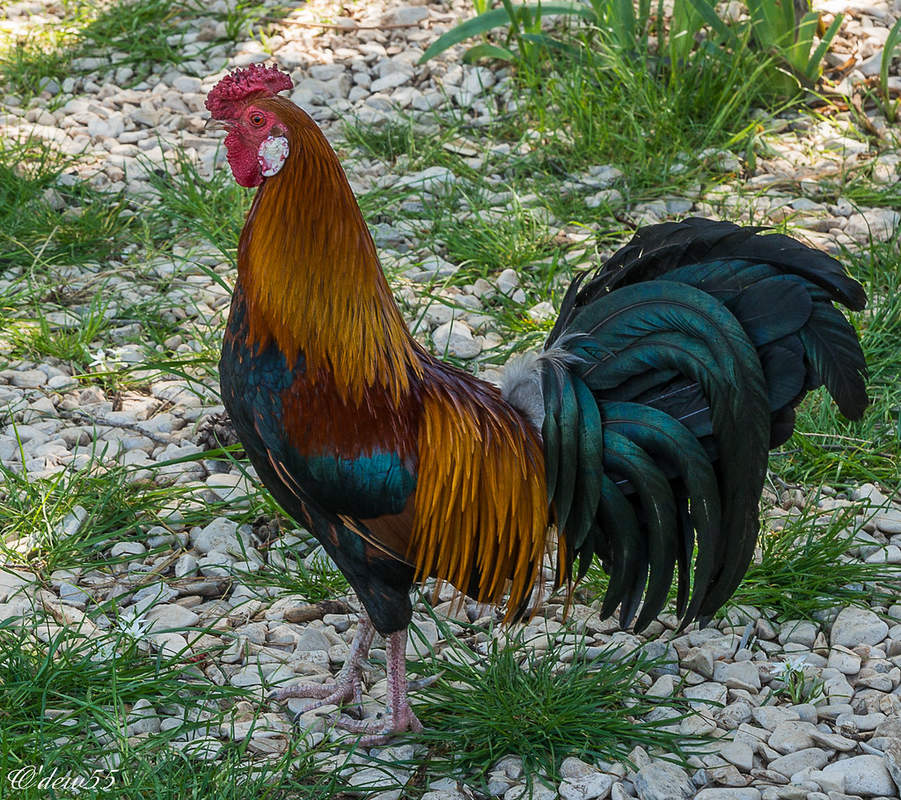Poule faisane anglaise ancienne For Sale | Poules | Informations sur ...