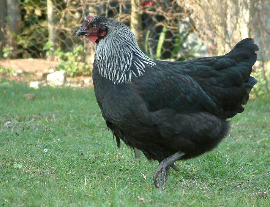 Poule grise du Norfolk For Sale | Poules | Informations sur les races ...