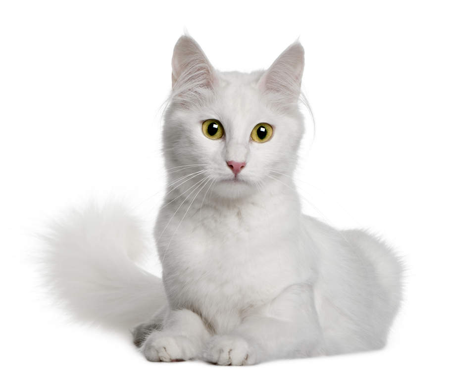 Angora turc | Chats | Informations sur les races | Omlet
