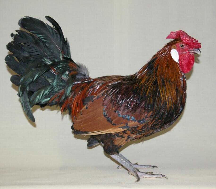 Poule faisane anglaise ancienne For Sale | Poules | Informations sur ...