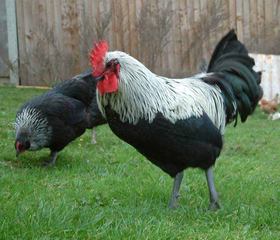 Poule grise du Norfolk For Sale | Poules | Informations sur les races ...
