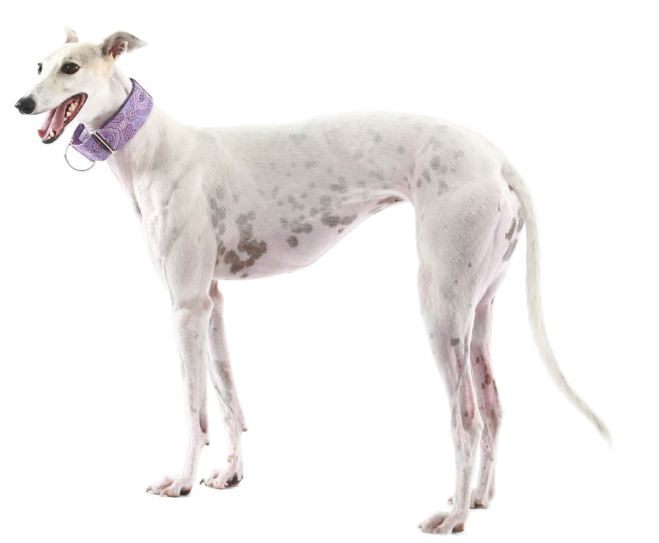 Chien Greyhound ou lévrier anglais