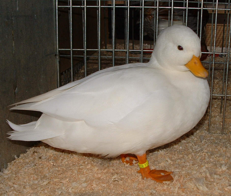 Canard mignon | Canards | Informations sur les races | Omlet