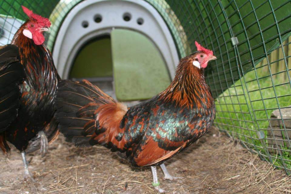 Poule de Hambourg For Sale | Poules | Informations sur les races | Omlet