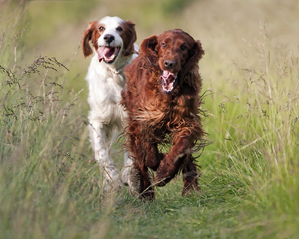 Chien Setter irlandais rouge | Races de chiens