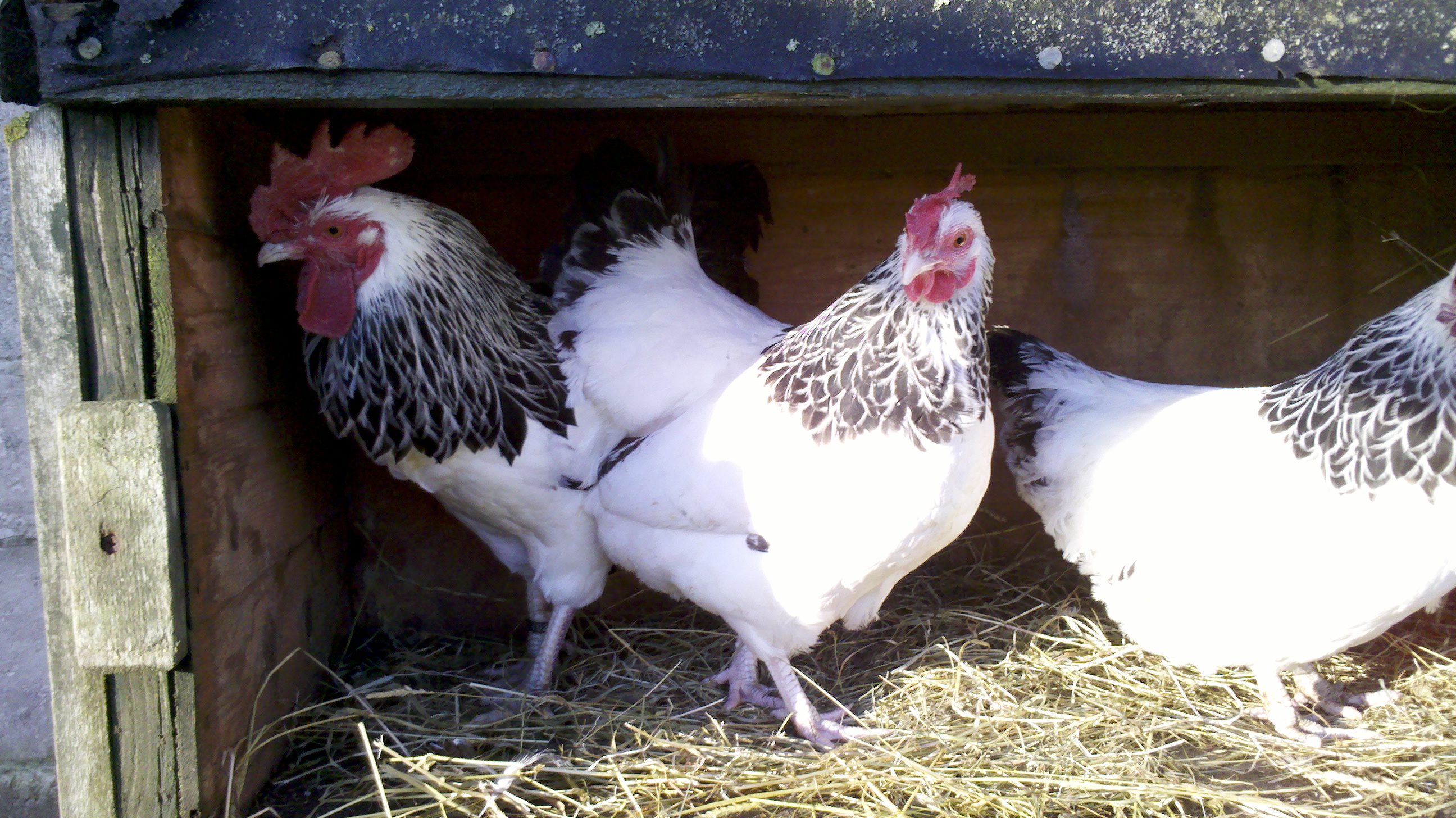 Sussex naine For Sale | Poules | Informations sur les races | Omlet