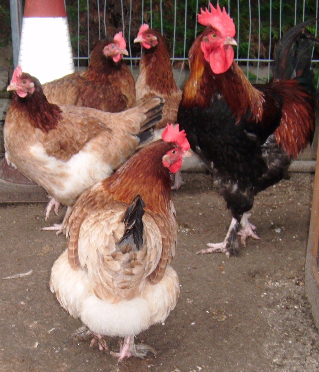 Poule de Marans For Sale | Poules | Informations sur les races | Omlet