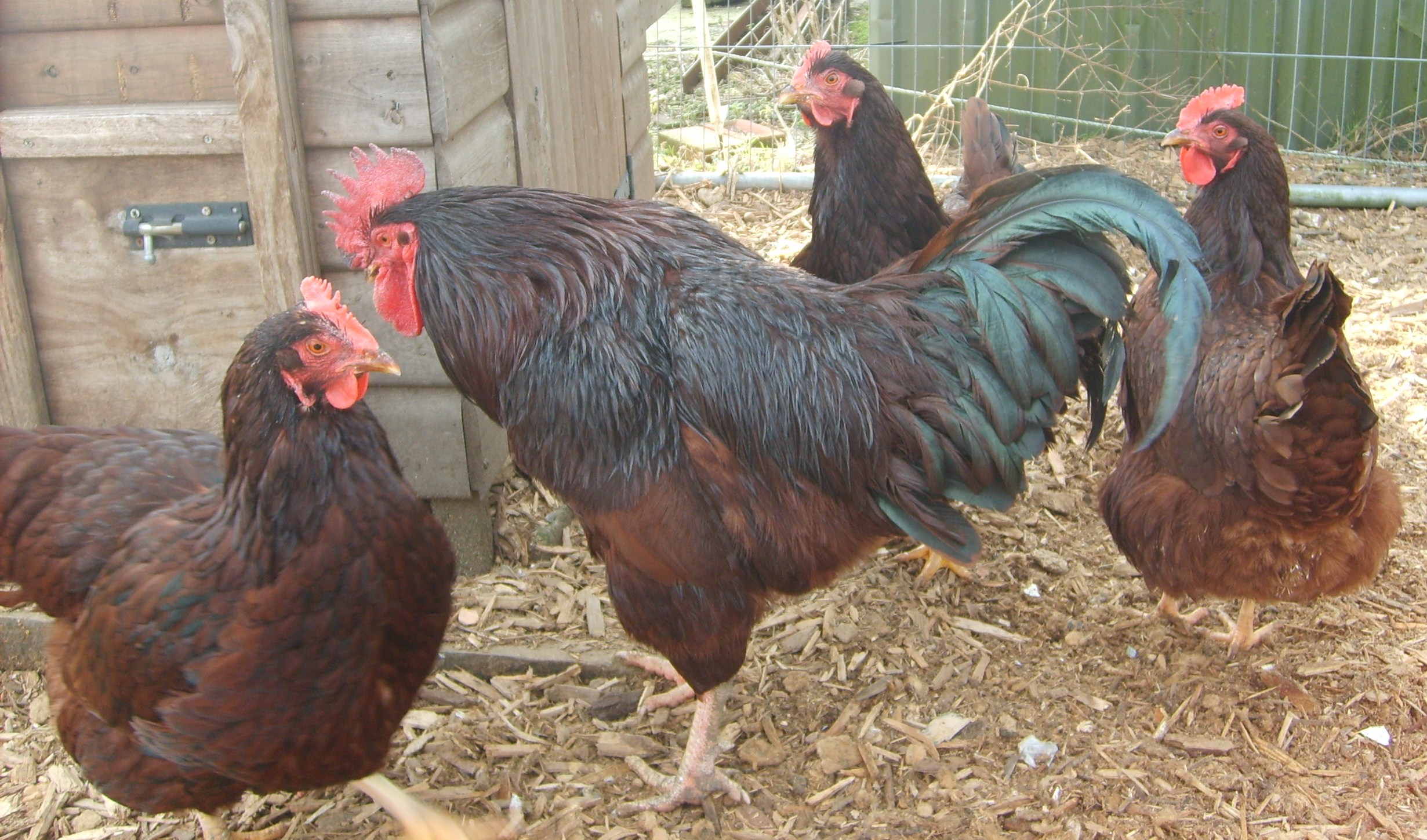 Rhode Island rouge For Sale | Poules | Informations sur les races | Omlet