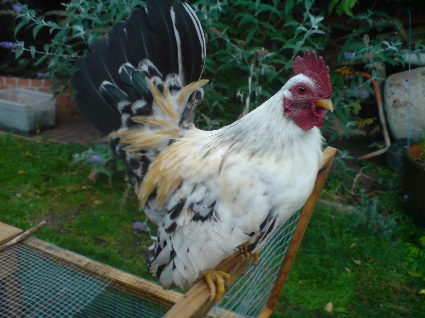 Serama For Sale | Poules | Informations sur les races | Omlet